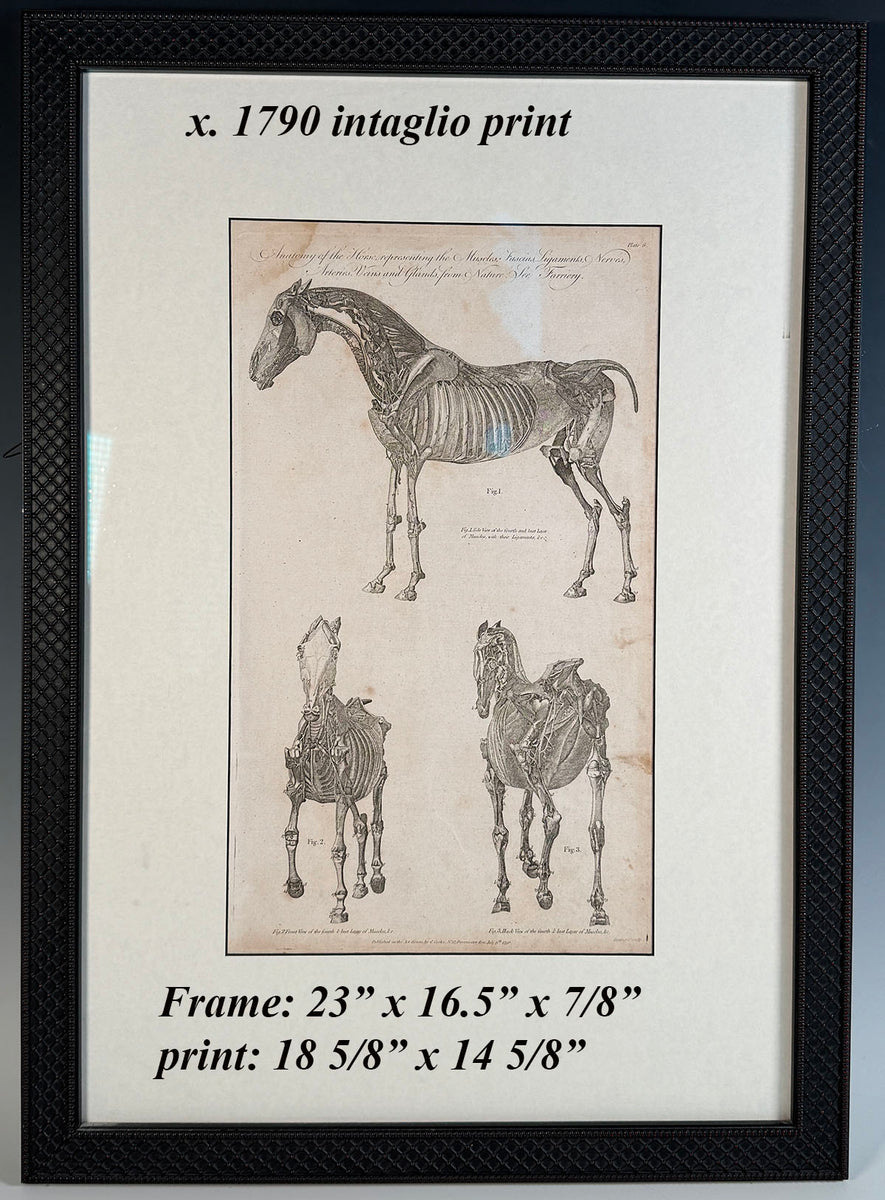 Antique French c.1790 Copper Plate Intaglio Print, Skeleton of a Horse ...
