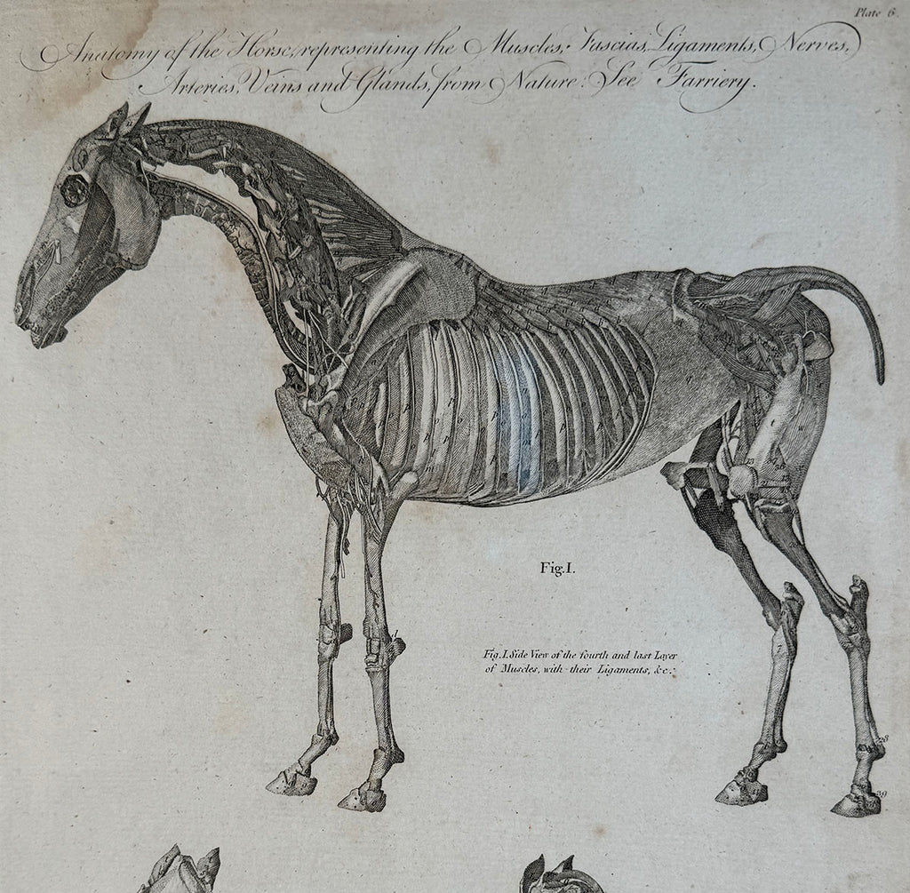 Antique French c.1790 Copper Plate Intaglio Print, Skeleton of a Horse ...